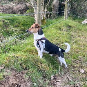 Stand Up To Cancer Dog Walking Challenge April 2025